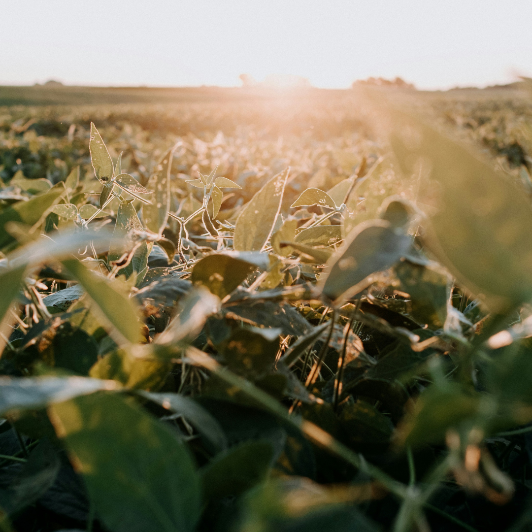 Soy formula? Here’s what to know – The LittleOak Company US